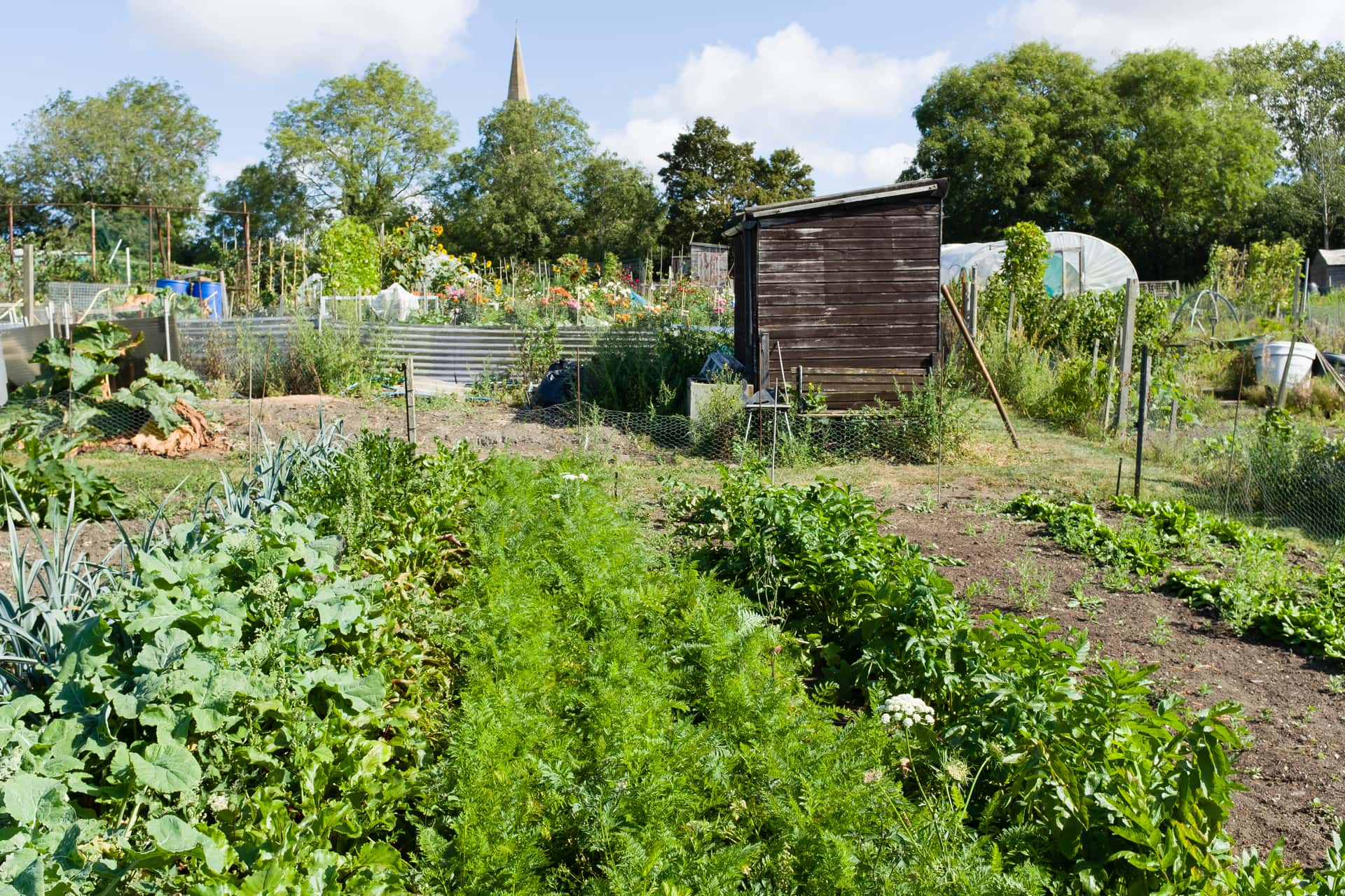 Having an Allotment can Improve your Diet and your Health